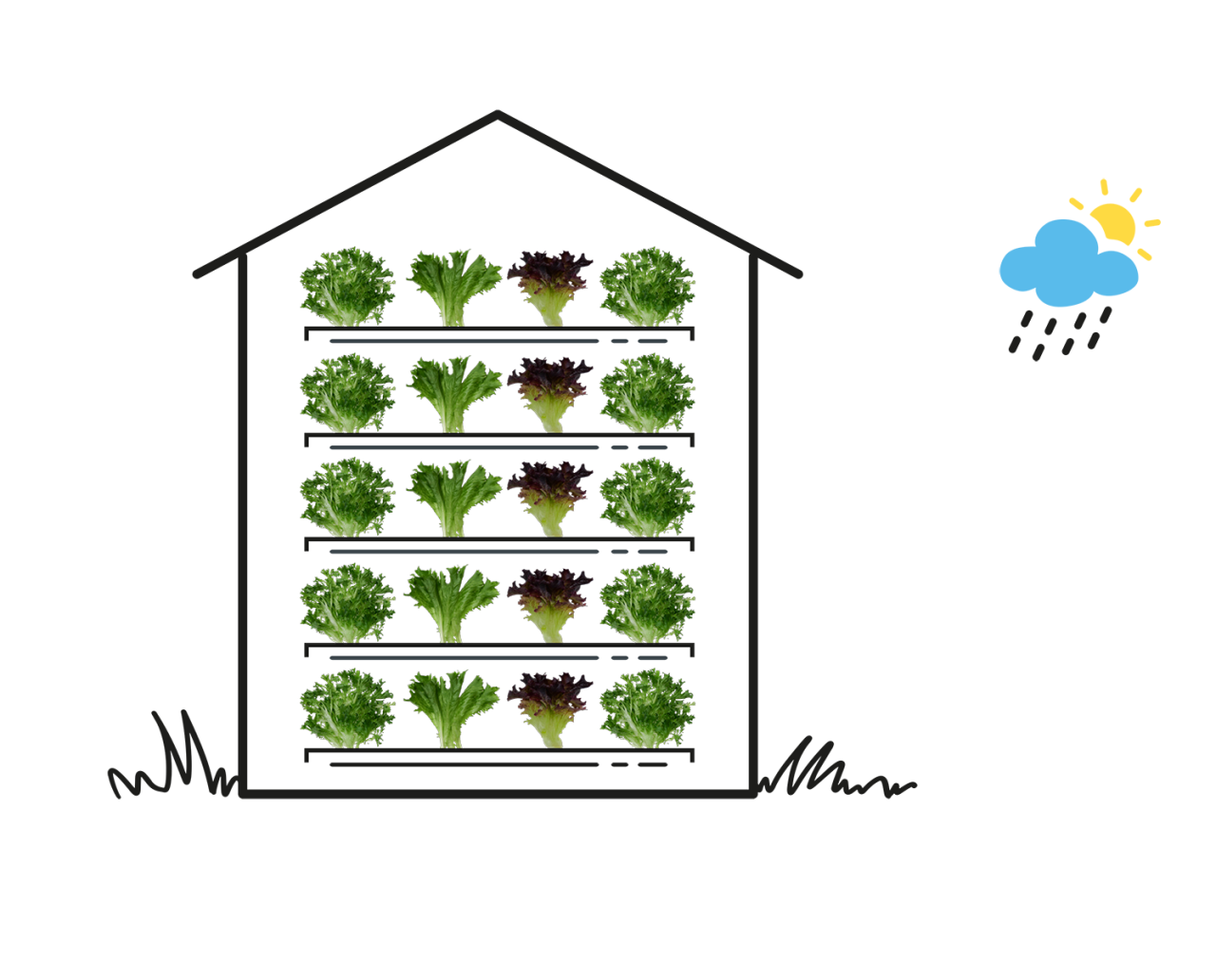 How we grow | fresh leaf co.
